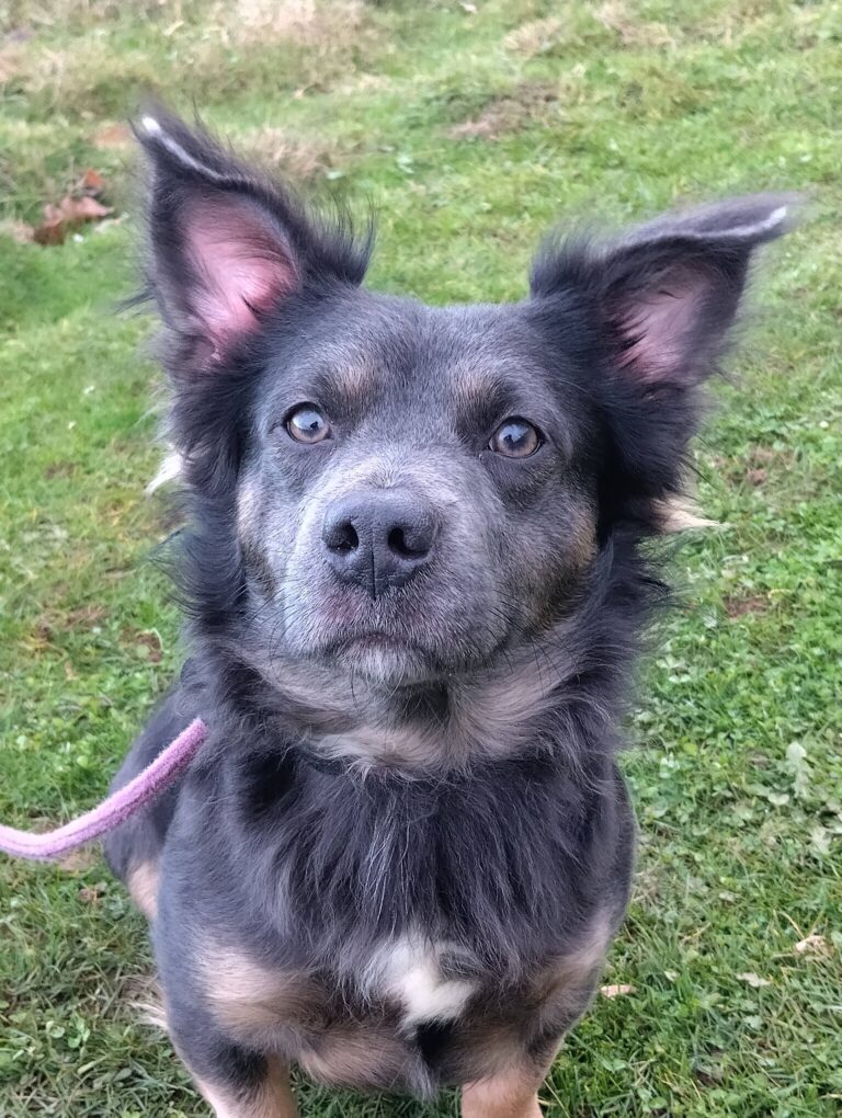 Frank – Animal Helpline